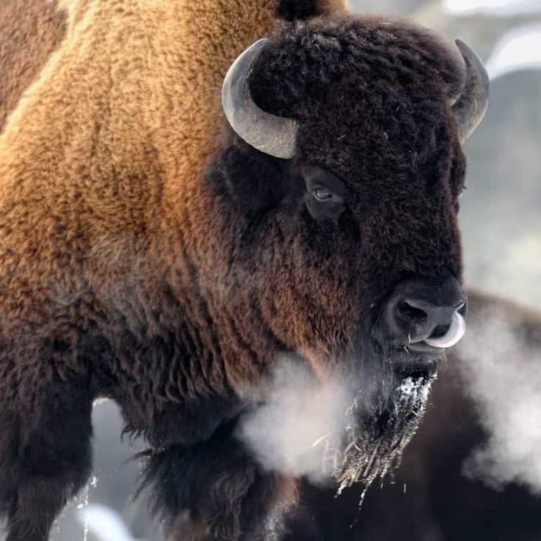 Top 10 Animals That Represent Hope: Find Inspiration!