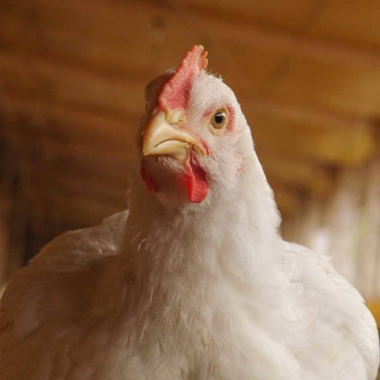 Top 10 Animals That Represent Hope: Find Inspiration!