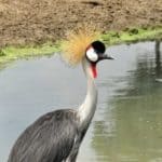 Top 10 Animals That Represent Hope: Find Inspiration!