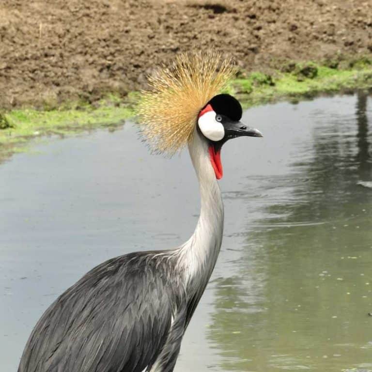 Top 10 Animals That Represent Hope: Find Inspiration!