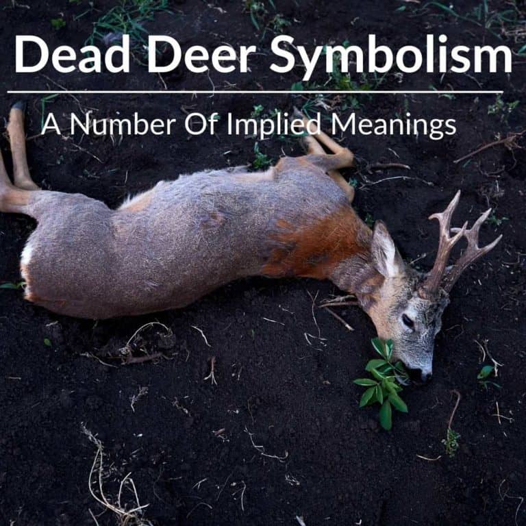 Dead Deer Meaning: Symbolism & Circle Of Death Explained