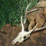 Dead Deer Meaning: Symbolism & Circle Of Death Explained