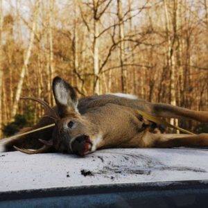 Dead Deer Meaning: Symbolism & Circle Of Death Explained