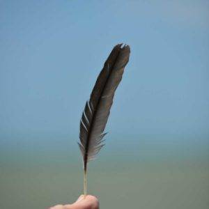 Feather Symbolism And Meaning: A Guide To Interpretations