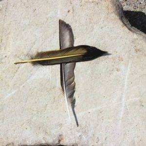 Feather Symbolism And Meaning: A Guide To Interpretations