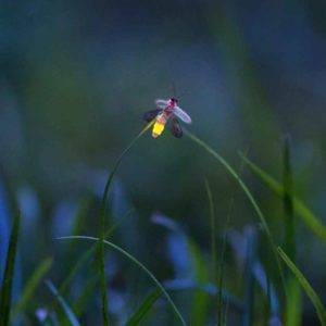 The Illuminating Significance Of Firefly Symbolism