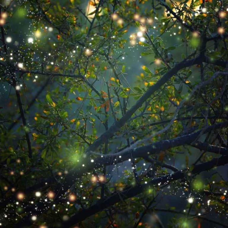 The Illuminating Significance Of Firefly Symbolism