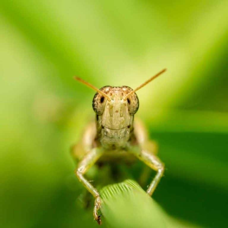 Grasshopper Spiritual Meaning: Unlock Your Inner Wisdom