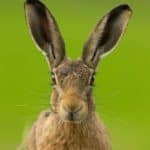 Top 10 Animals That Represent Hope: Find Inspiration!