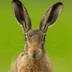 Top 10 Animals That Represent Hope: Find Inspiration!