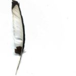 Feather Symbolism And Meaning: A Guide To Interpretations