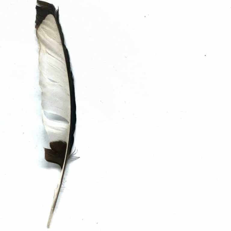 Feather Symbolism And Meaning: A Guide To Interpretations
