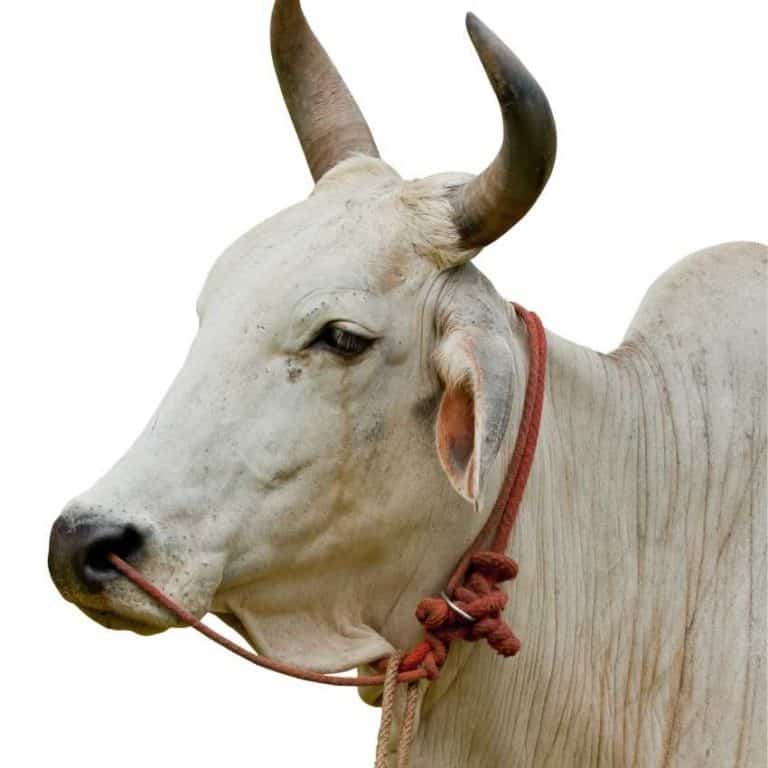 Top 10 Animals That Represent Hope: Find Inspiration!