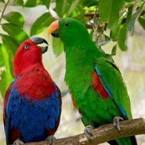 Top 10 Animals That Represent Hope: Find Inspiration!