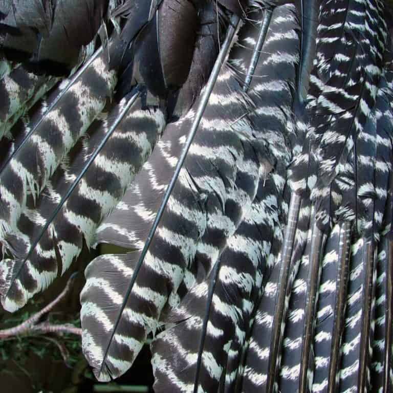 Feather Symbolism And Meaning: A Guide To Interpretations