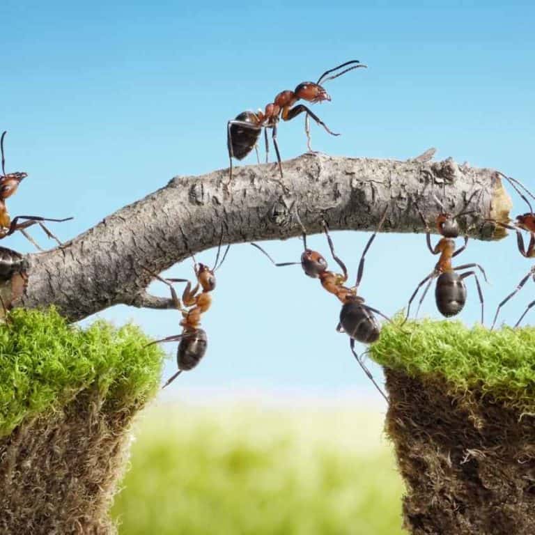 Ant Symbolism: Understanding The Spiritual Meaning Of Ants