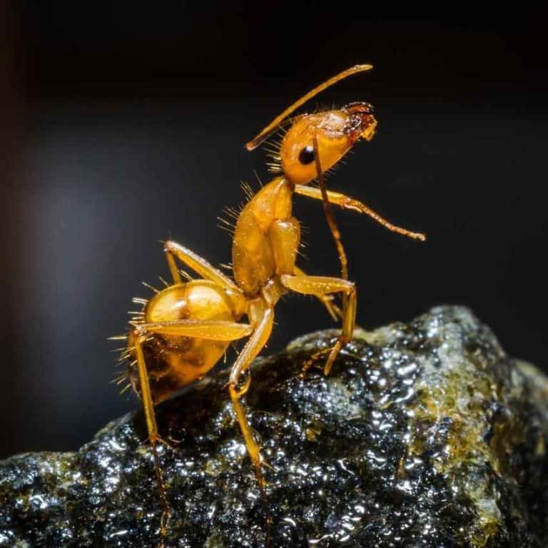 Ant Symbolism: Understanding The Spiritual Meaning Of Ants