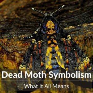 Dead Moth Meaning: What It Really Means When You Find A Dead Moth (2026)