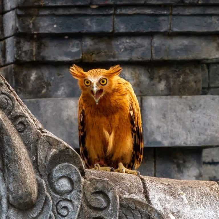 Dead Owl Meaning: Spiritual Symbolism & Cultural Significance