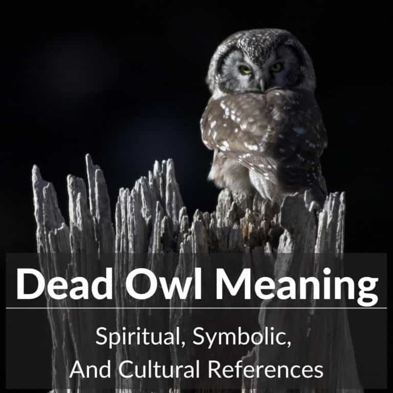 Dead Owl Meaning: Spiritual Symbolism & Cultural Significance