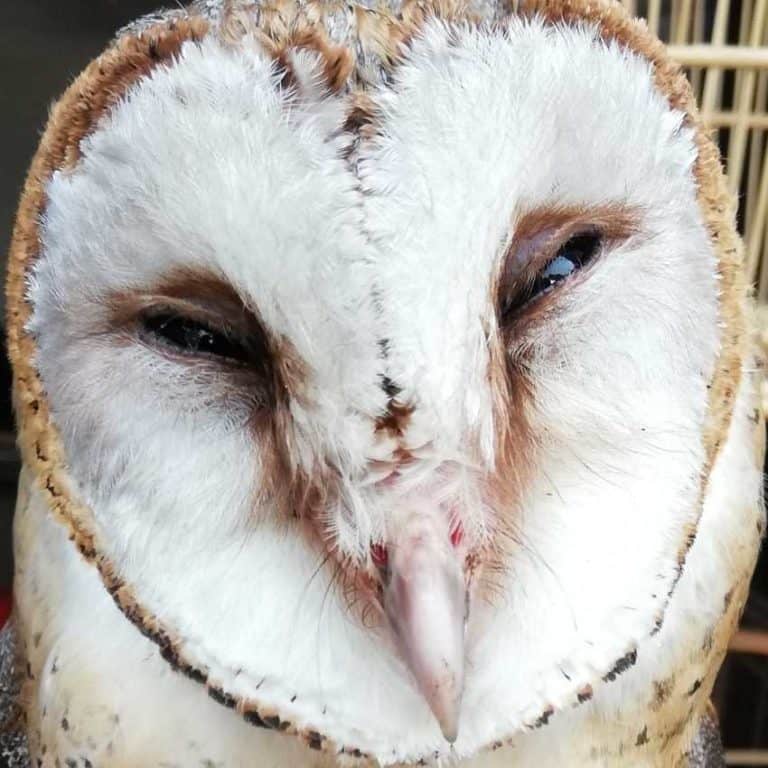 Dead Owl Meaning: Spiritual Symbolism & Cultural Significance