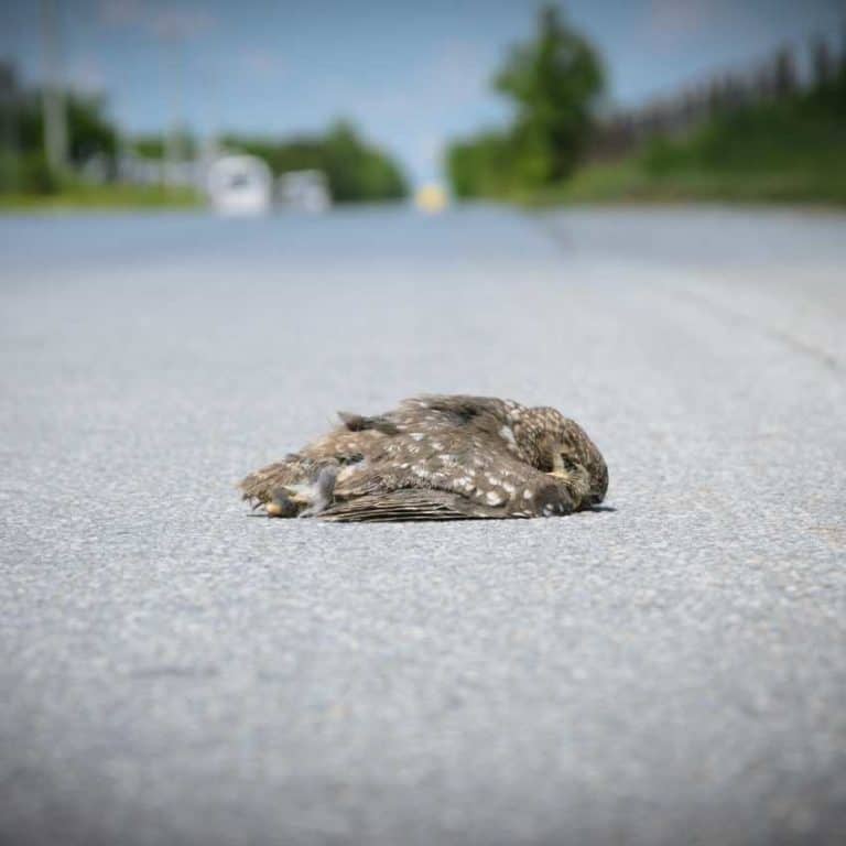 Dead Owl Meaning: Spiritual Symbolism & Cultural Significance