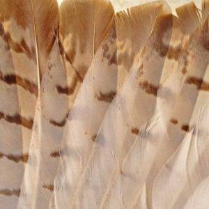Feather Symbolism And Meaning: A Guide To Interpretations