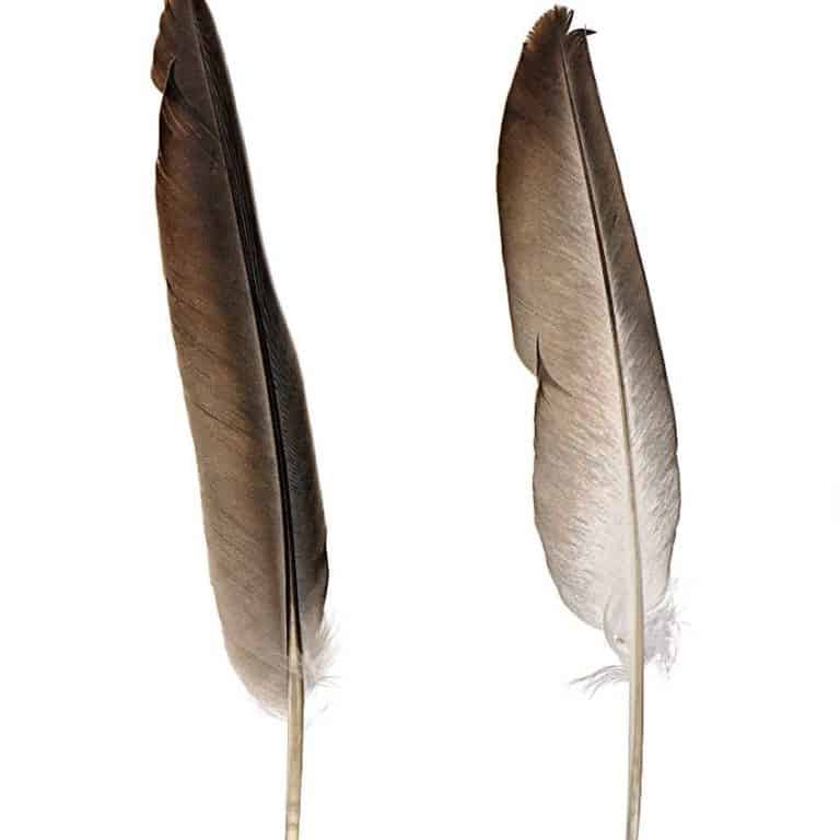 Feather Symbolism And Meaning: A Guide To Interpretations