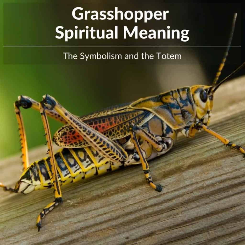 Grasshopper Spiritual Meaning: Unlock Your Inner Wisdom
