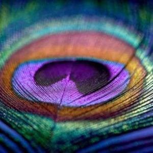 Feather Symbolism And Meaning: A Guide To Interpretations