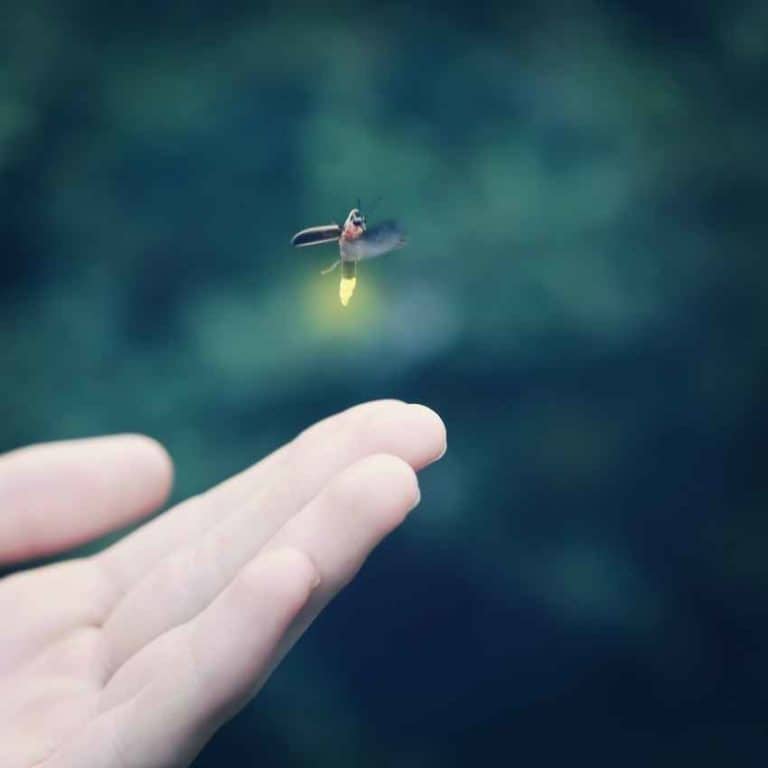 Firefly Symbolism: A Deep Dive Into The Spiritual Meaning