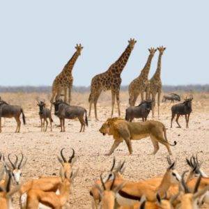 Animal Symbolism - The Spiritual Meanings Of Creatures