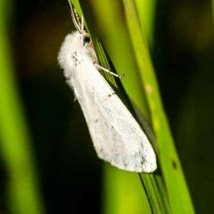 White Moth Meaning: Symbolism & Spiritual Significance Explained