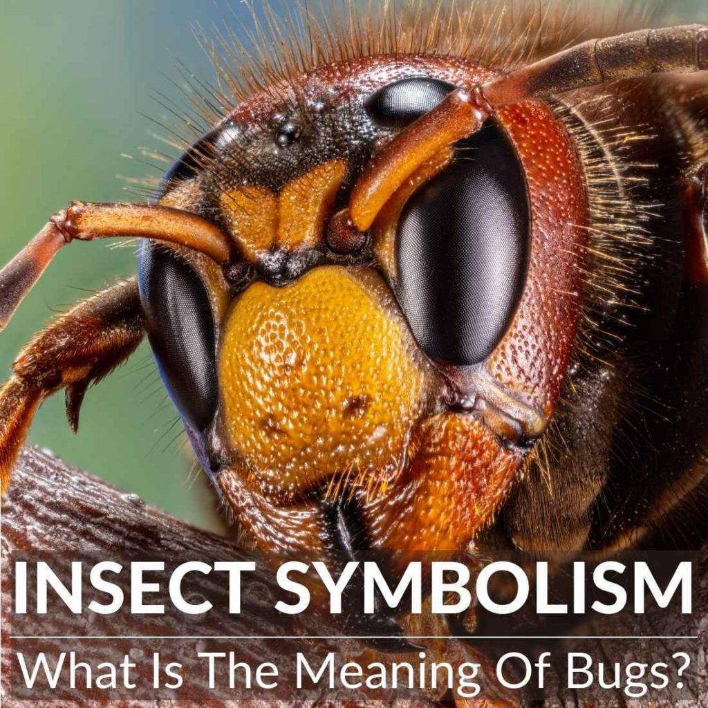 Insect Symbolism - What Is The Meaning of Bugs? - A Full Guide