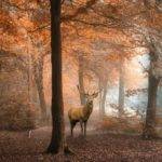 Stag Symbolism Unveiled: Spirituality & Symbolism