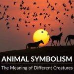 Animal Symbolism - The Spiritual Meanings Of Creatures