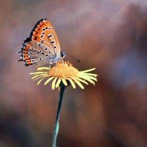 Discover Insect Symbolism: Uncover Their Spiritual Meaning