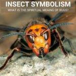 Discover Insect Symbolism: Uncover Their Spiritual Meaning