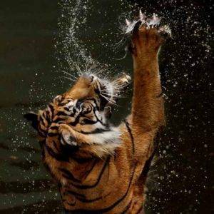 Animal Symbolism Guide: What Your Animal Encounter Means Spiritually (2026)