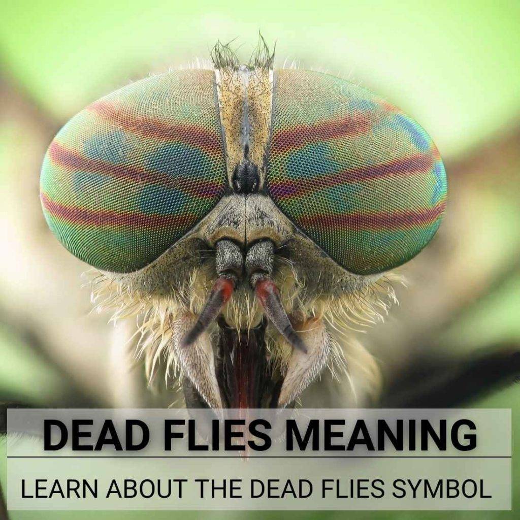 Dead Flies In House: Spiritual Meaning & Symbolism Explained