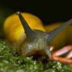 The Slug Spiritual Meaning - Full Guide To The Symbolism