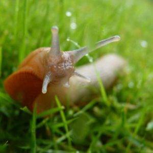 The Slug Spiritual Meaning - Full Guide To The Symbolism