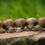 Snail Symbolism: The Tales Of Snails - A Full Spiritual Explanation