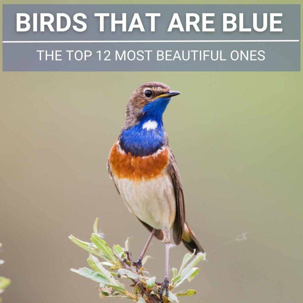 Birds That Are Blue - The Top 12 Most Beautiful Ones