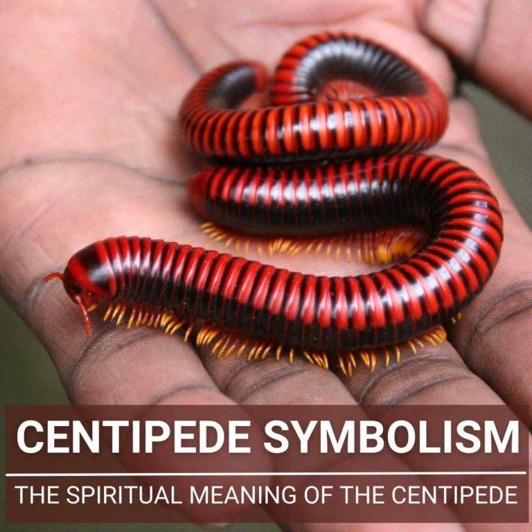 Discovering The Hidden Messages Behind Centipede Symbolism