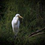 Egret Spiritual Meaning: Symbolism & Significance Of Grace