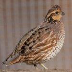 Quail Vs Pheasant - The Differences And Similarities