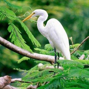 Egret Spiritual Meaning: Symbolism & Significance Of Grace
