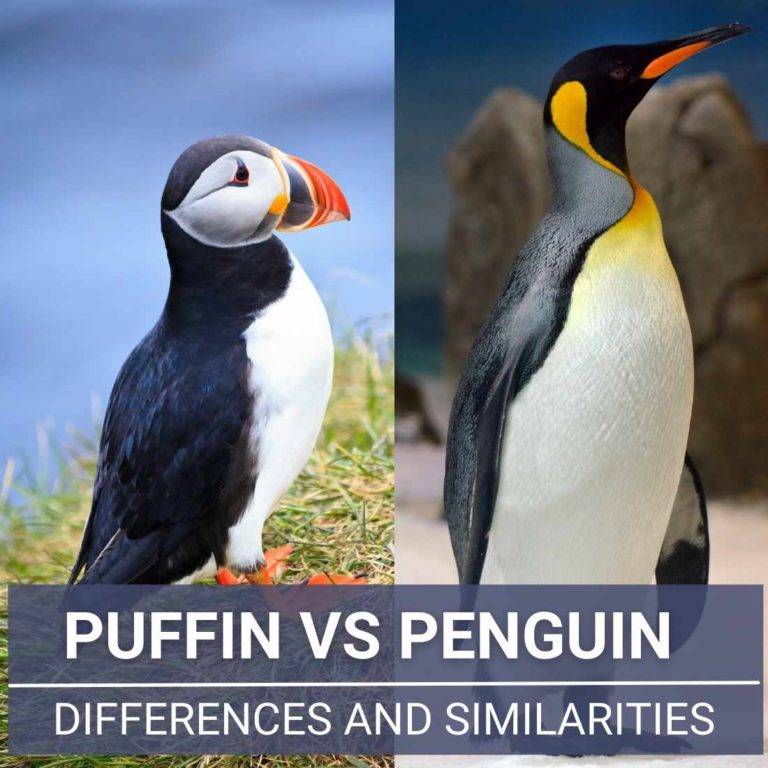 Puffin Vs Penguin - Differences And Similarities