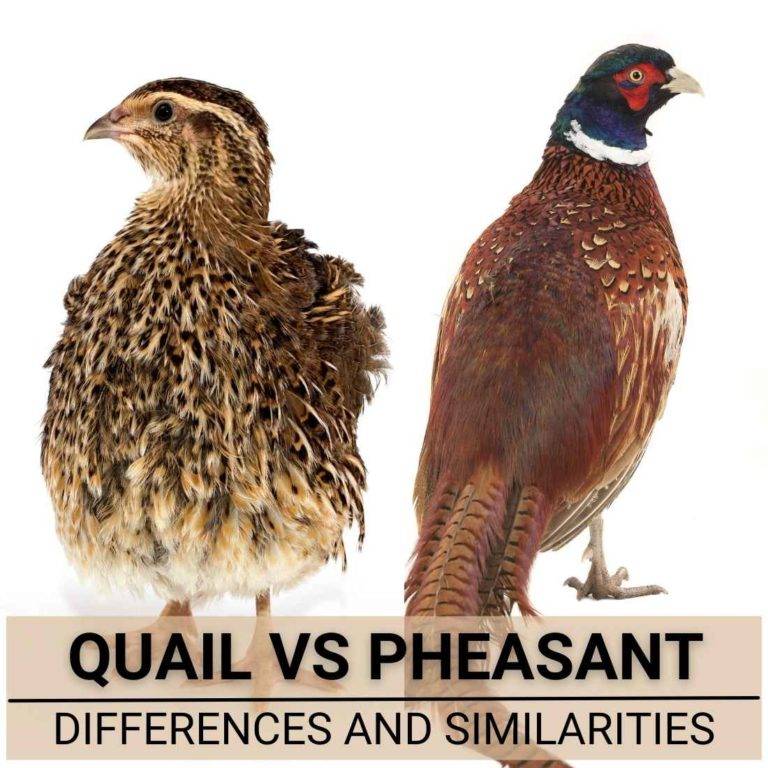 Quail Vs Pheasant - The Differences And Similarities